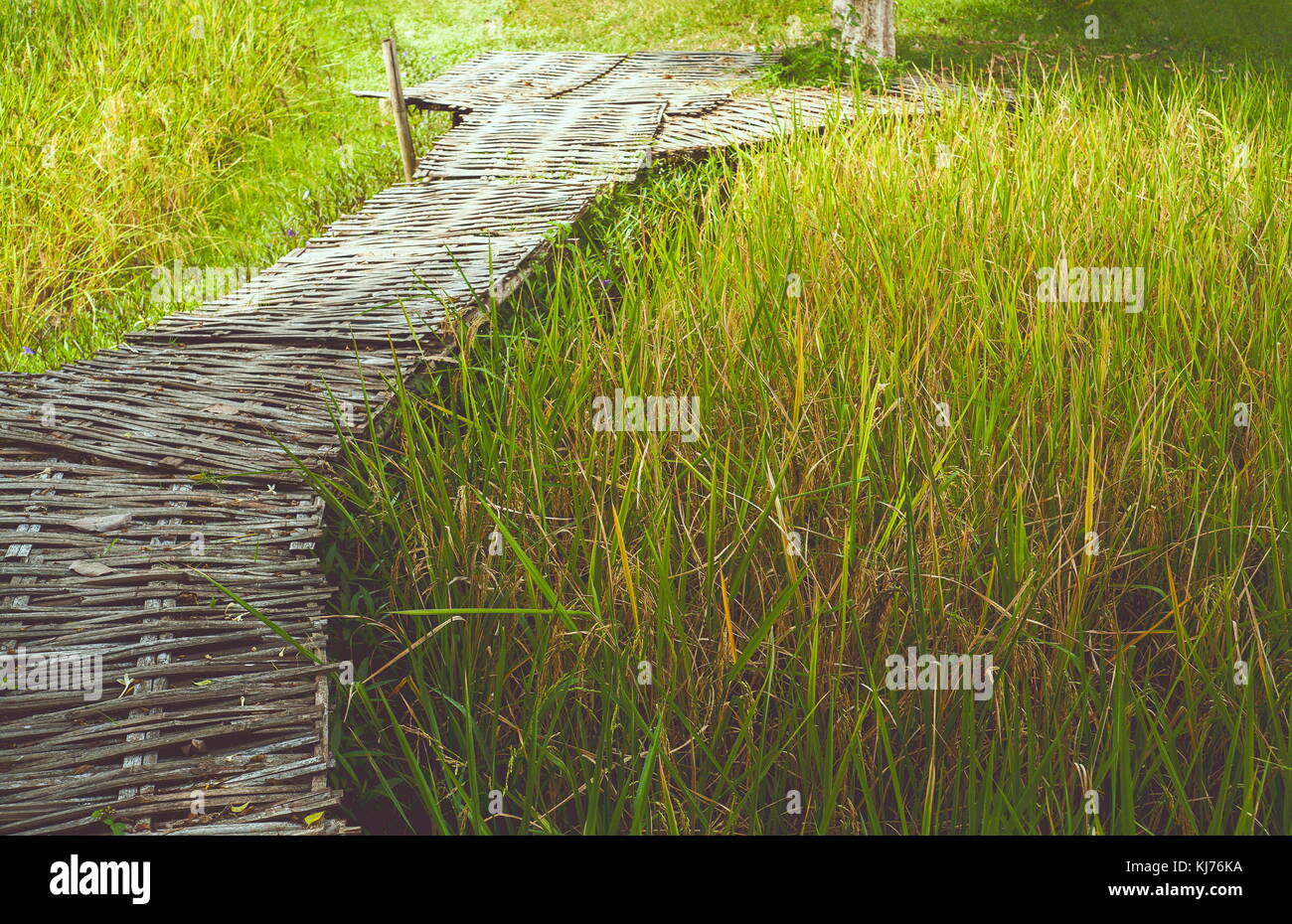 Bamboo walkway hi-res stock photography and images - Alamy