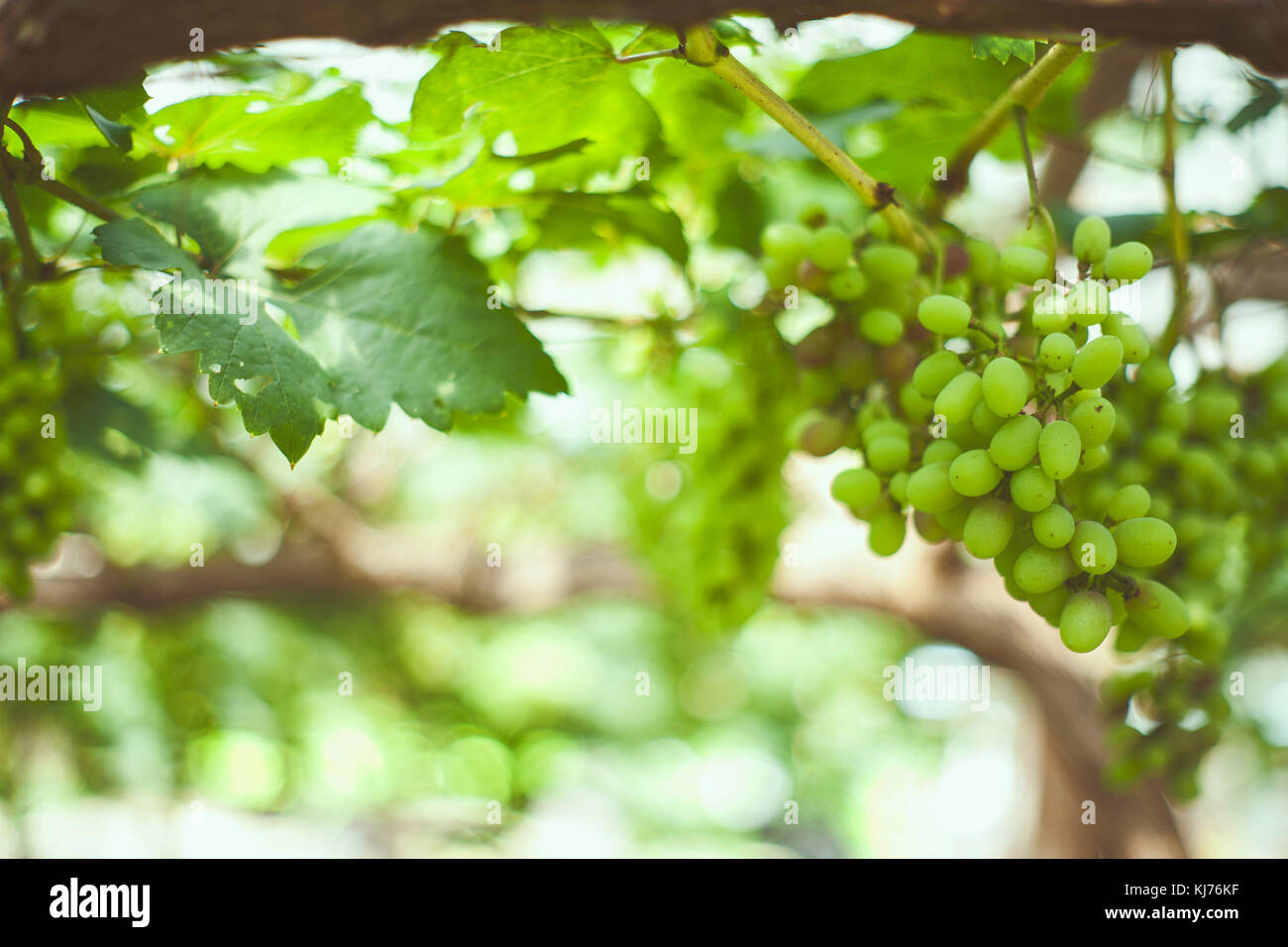 Vineyard / Grape seedless Stock Photo - Alamy
