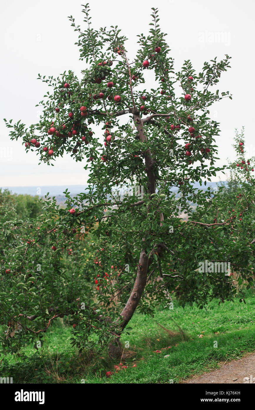 An apple tree in an orchard with ripe red apples ready to be picked ...