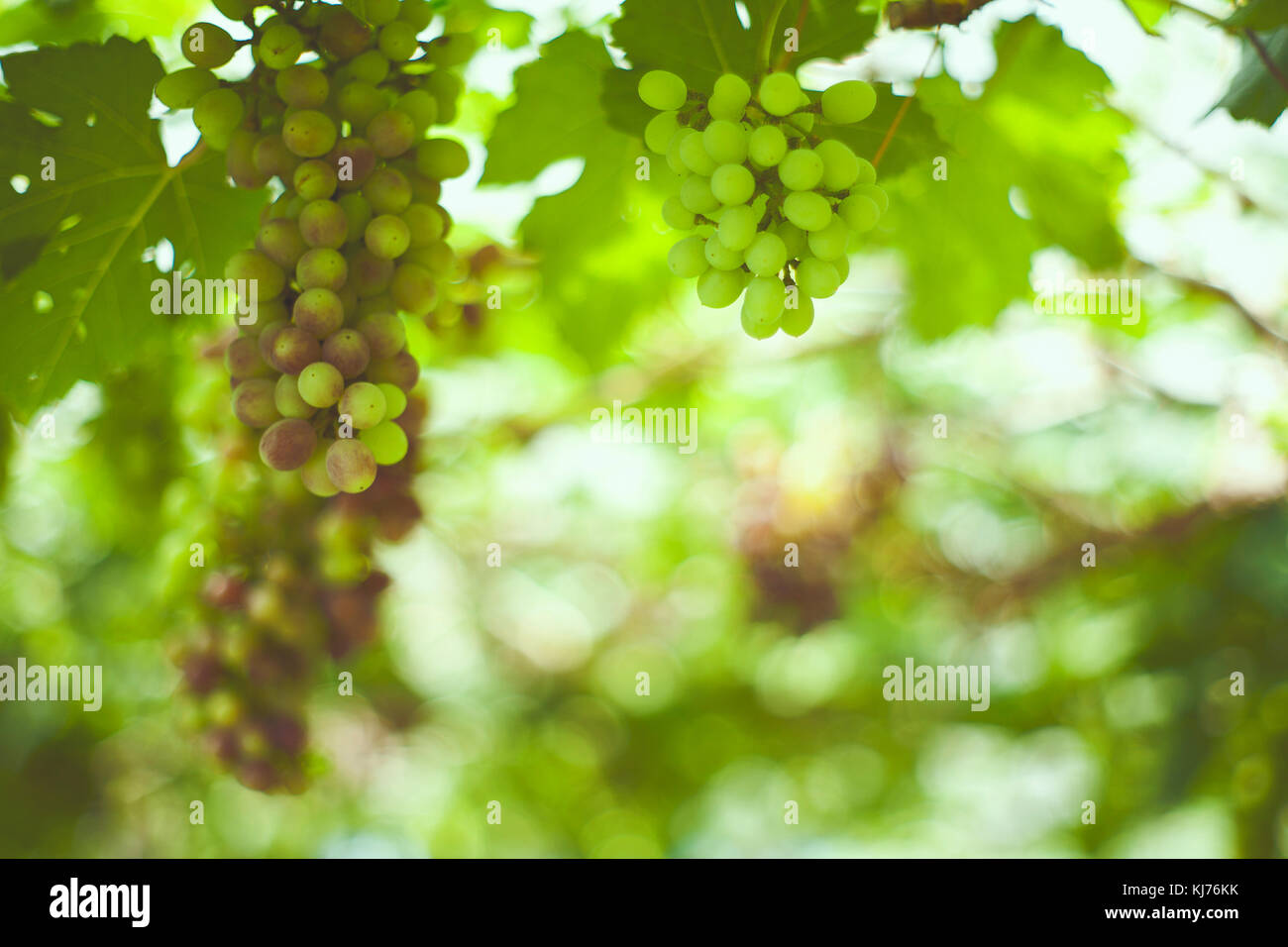 Vineyard / Grape seedless Stock Photo - Alamy