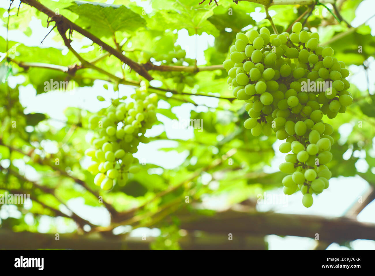 Vineyard / Grape seedless Stock Photo - Alamy