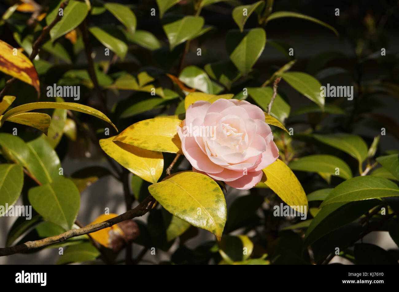 Pink flower alone Stock Photo - Alamy