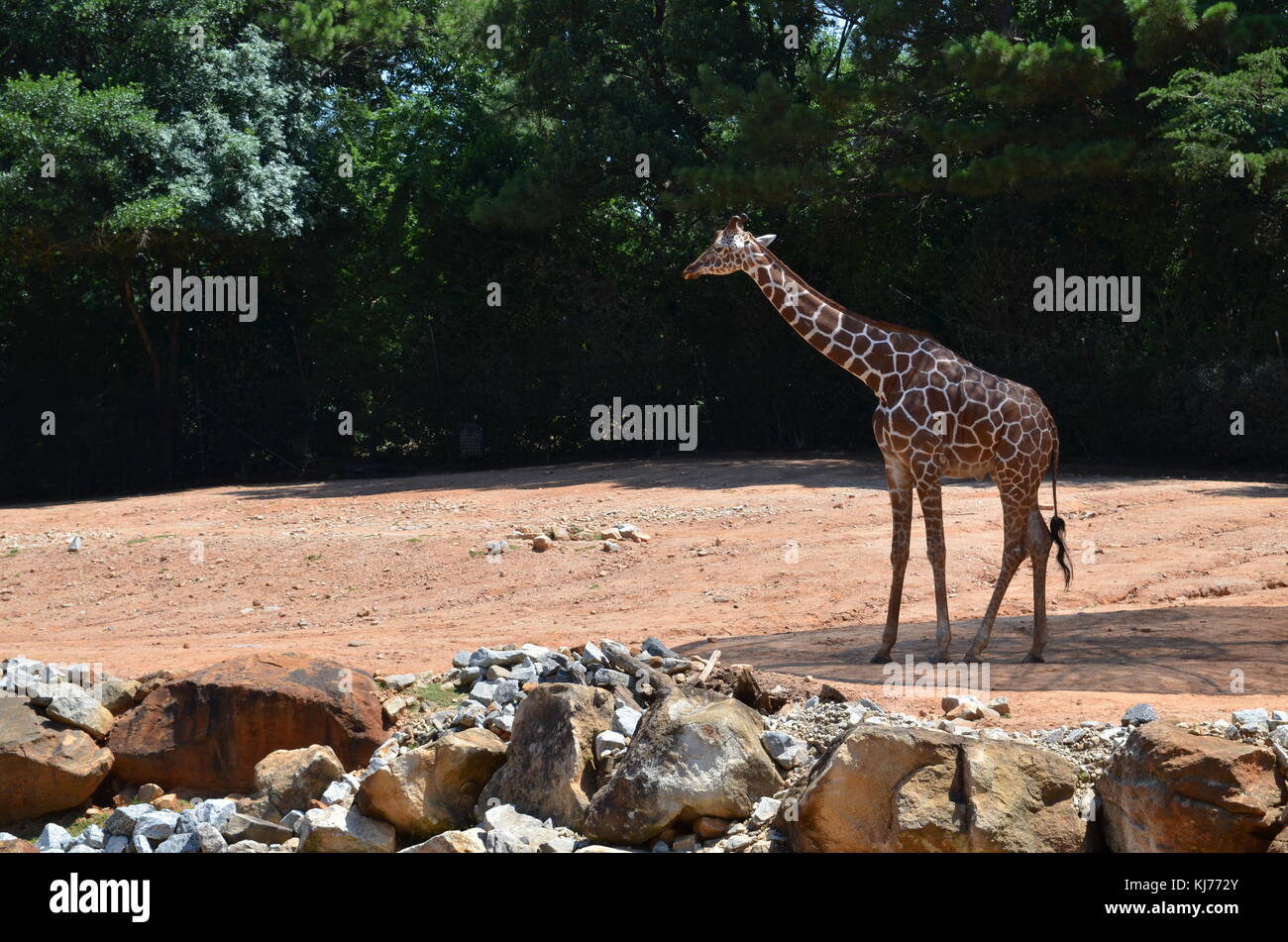 Giraffe in the zoo Stock Photo - Alamy