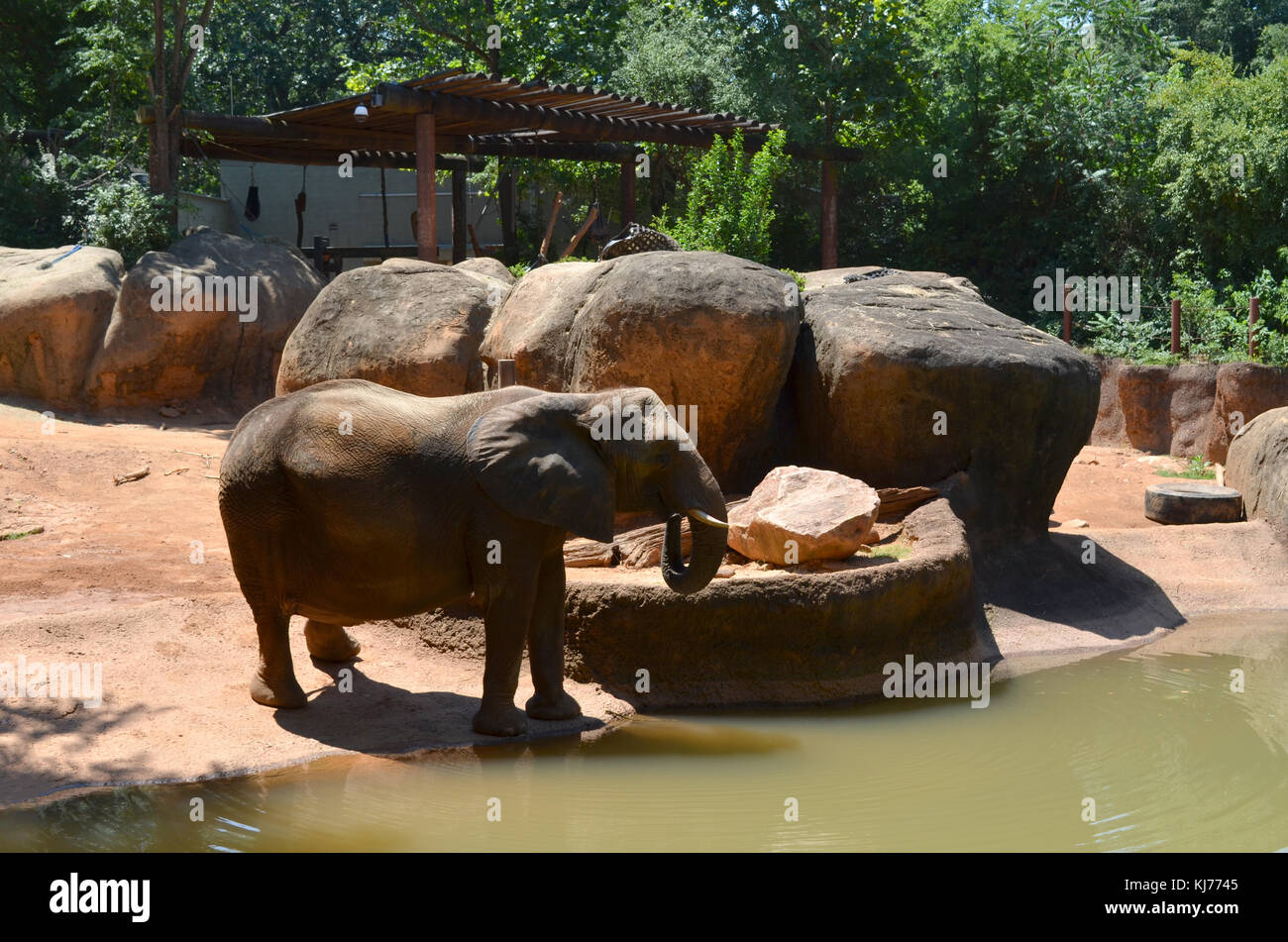 Elephant in the zoo Stock Photo - Alamy