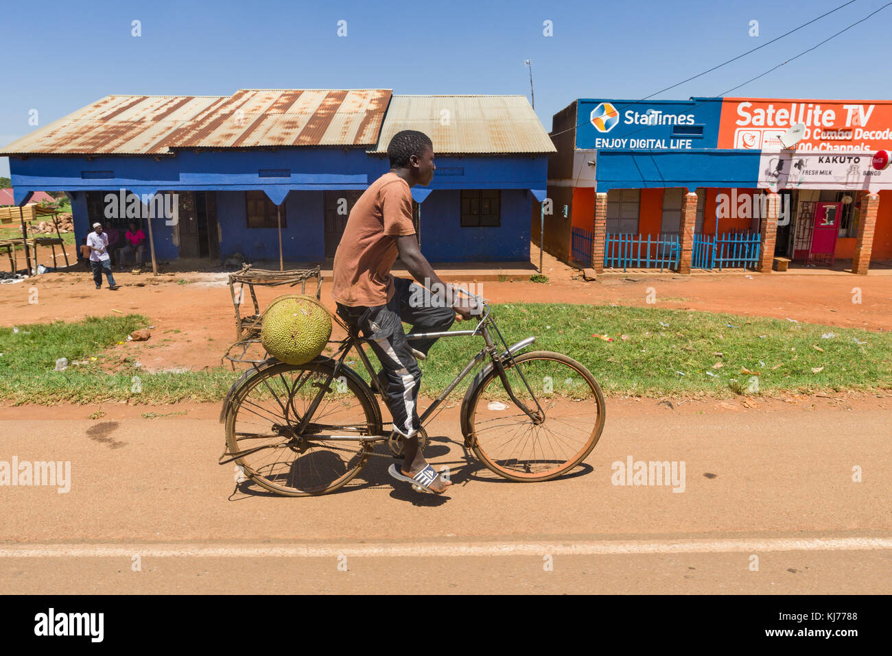 Male African cyclist riding on bicycle carrying large jackfruit ...