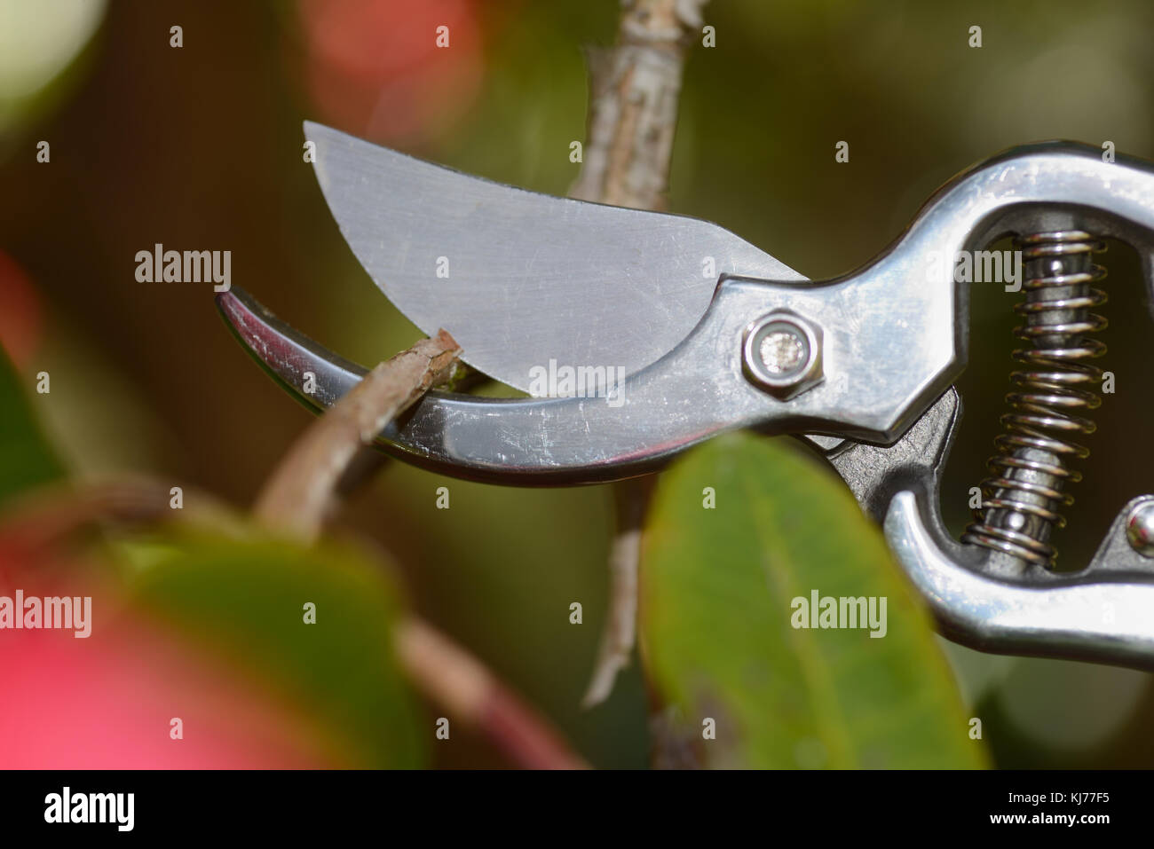 Leverage nature hi-res stock photography and images - Alamy