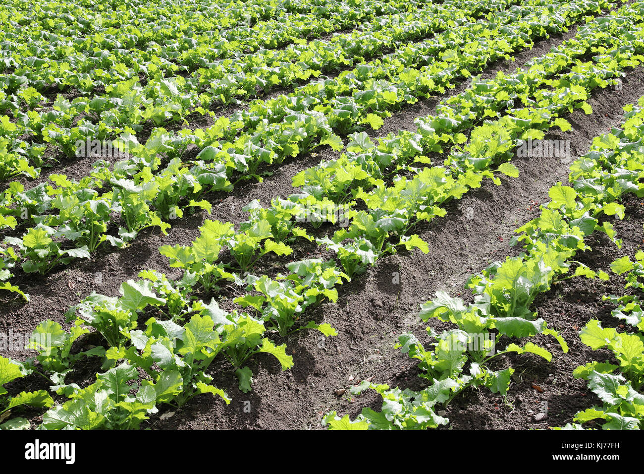 Farmland, vegetable field is growing on a variety of vegetable Stock ...
