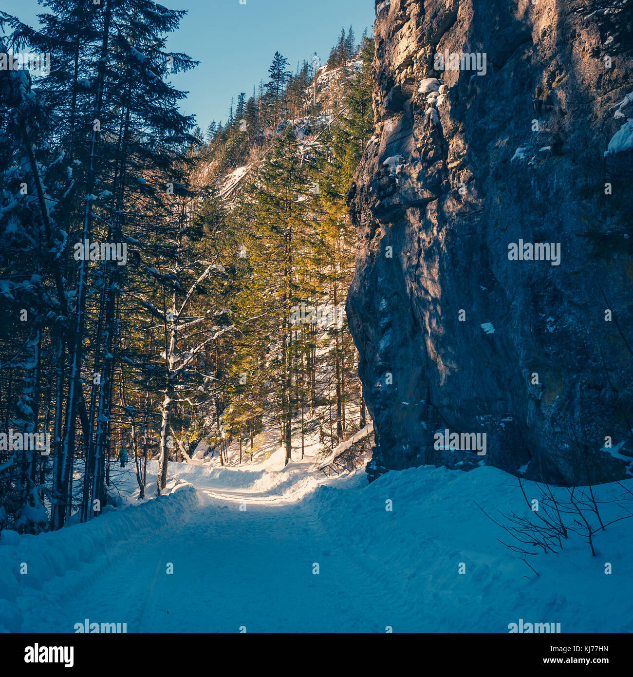 Frozen forest with snow, winter landscape Stock Photo - Alamy