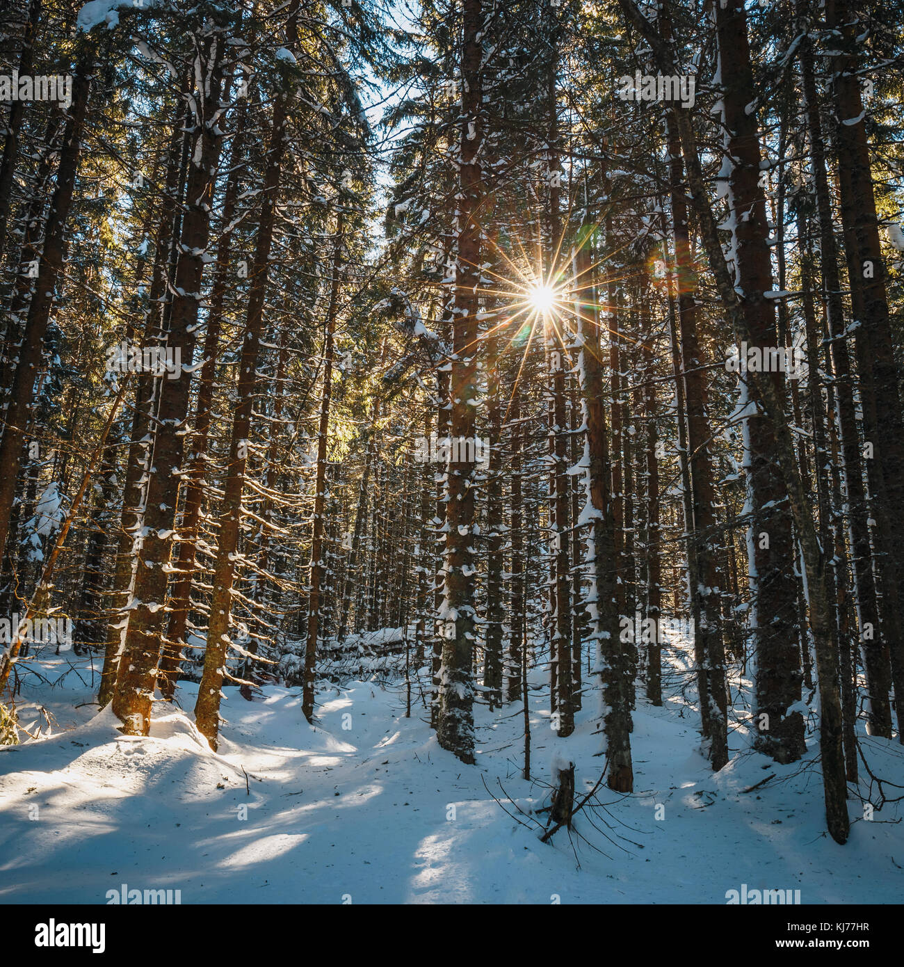 Frozen forest with snow, winter landscape Stock Photo - Alamy