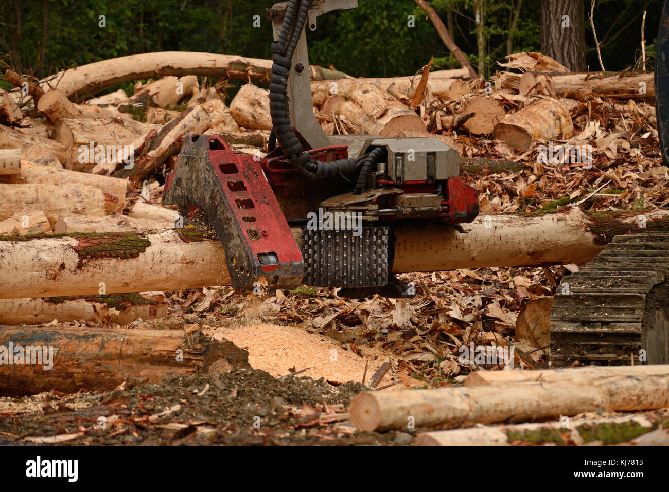 Forestry sawmill labour High Resolution Stock Photography and Images ...