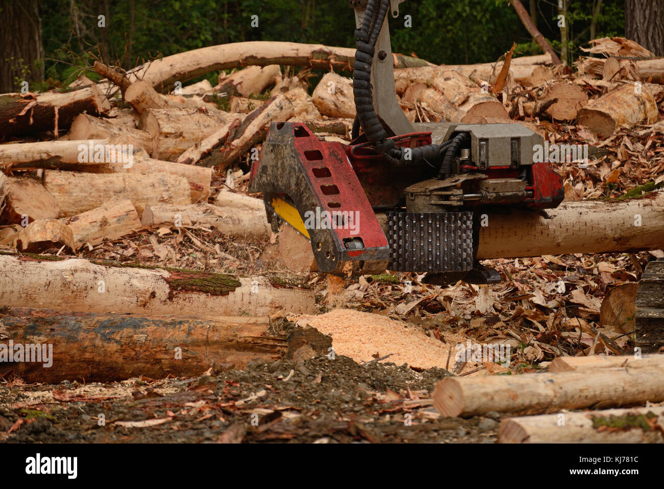 An autocutter attachment on a digger measures and trims a Pinus radiata ...