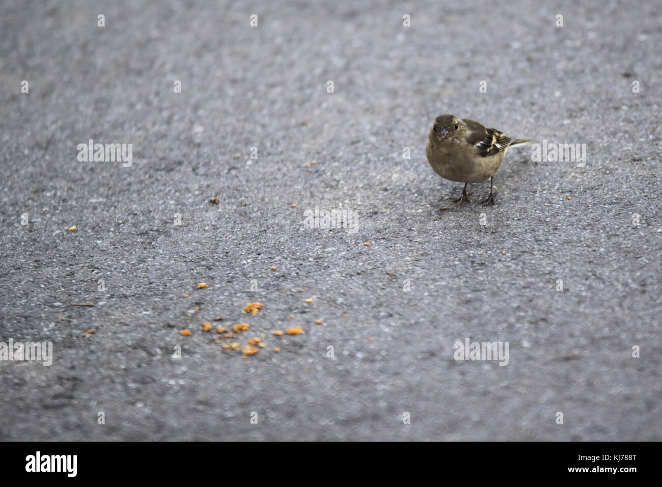 small sparrow in the street Stock Photo - Alamy