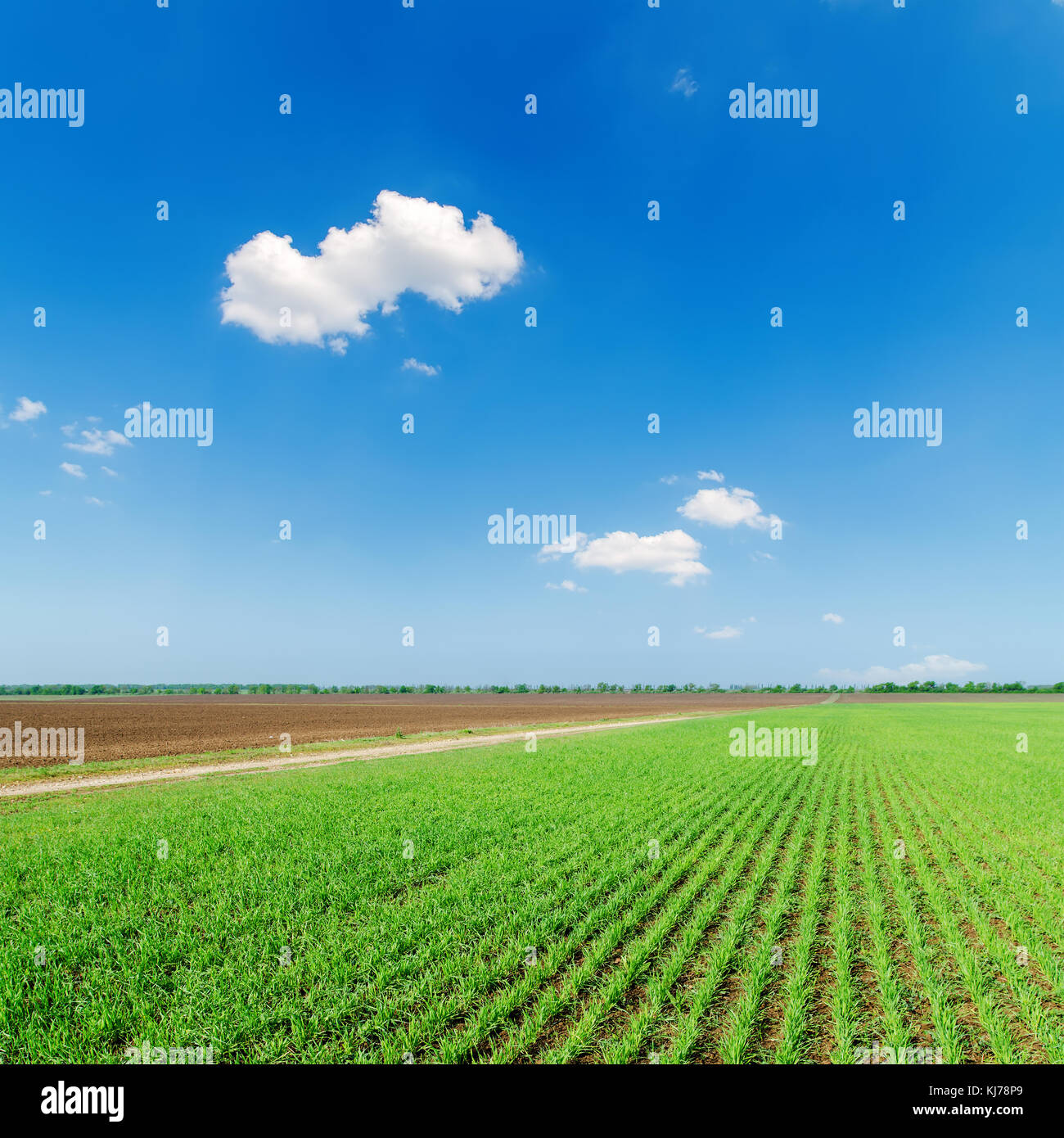green spring field and deep blue sky with clouds Stock Photo - Alamy