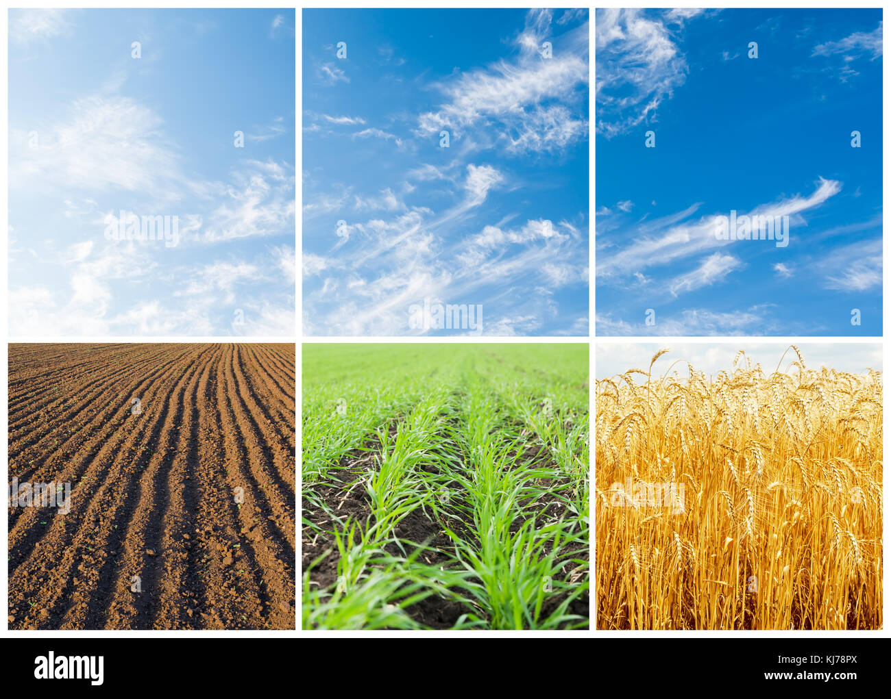 set with crop in fields. different seasons of the year. cereal concept ...