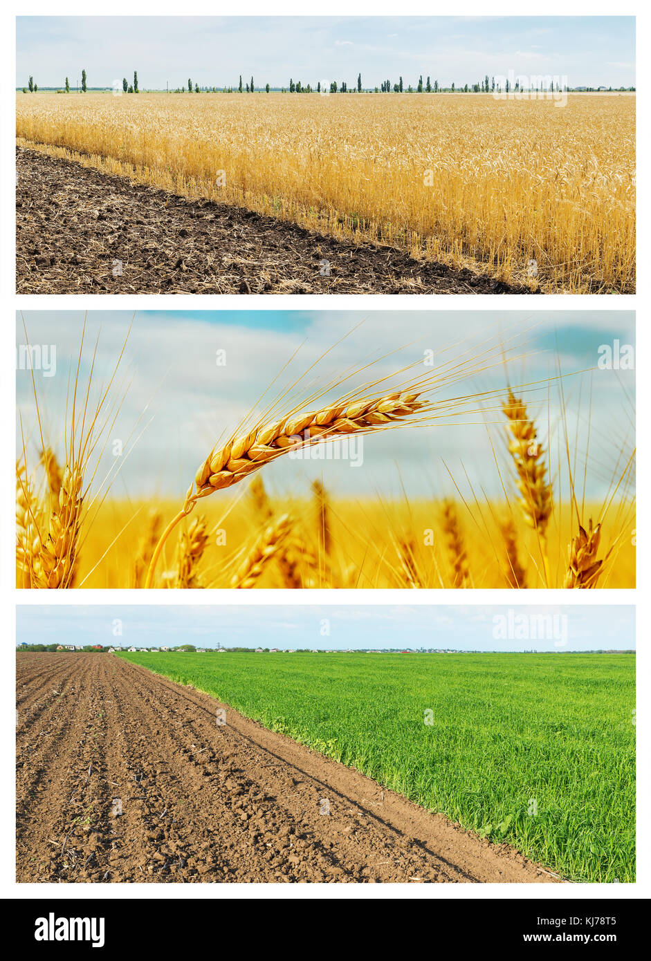set of agricultural fields. spring and summer fields with crop Stock ...