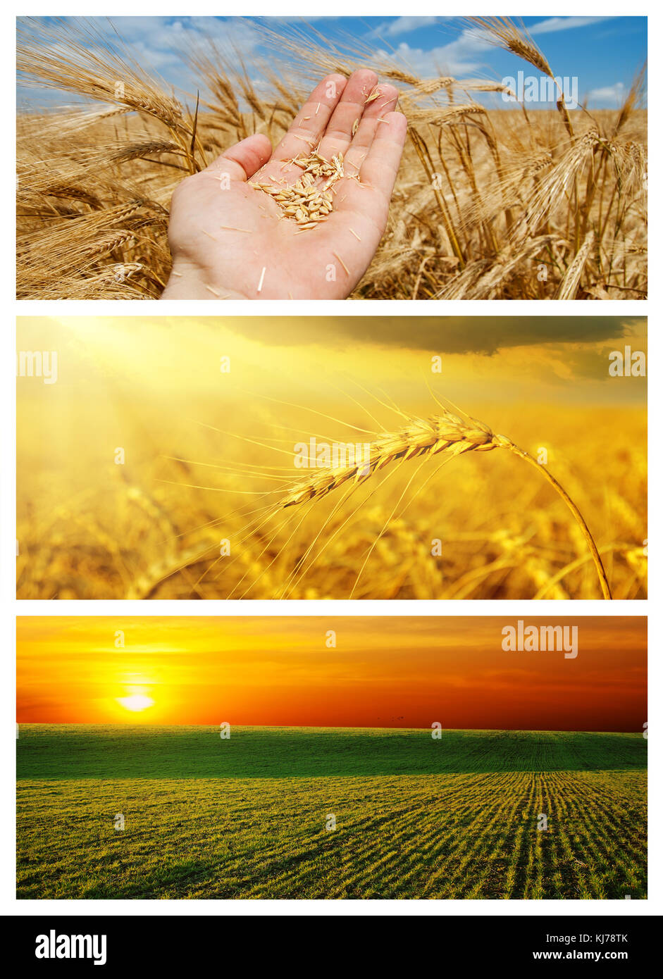 set of different agriculture field with crop Stock Photo - Alamy