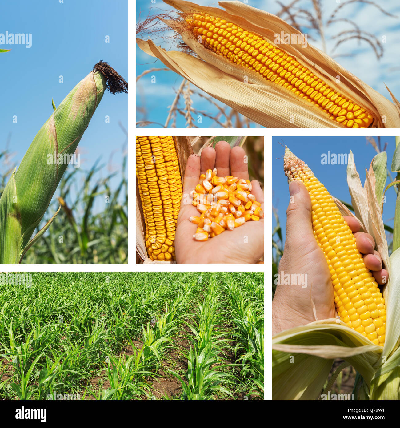 set of pictures with maize in the fields and in hand Stock Photo - Alamy