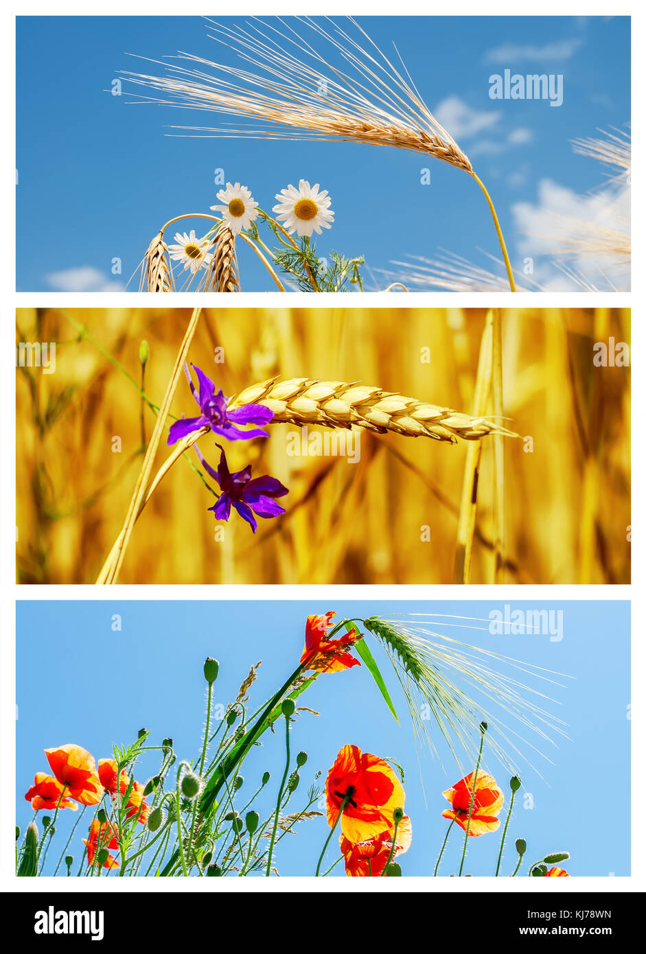 set of pictures with flowers and crops in field Stock Photo - Alamy