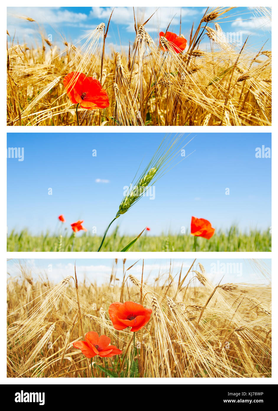 set of pictures with flowers and crops in field Stock Photo - Alamy