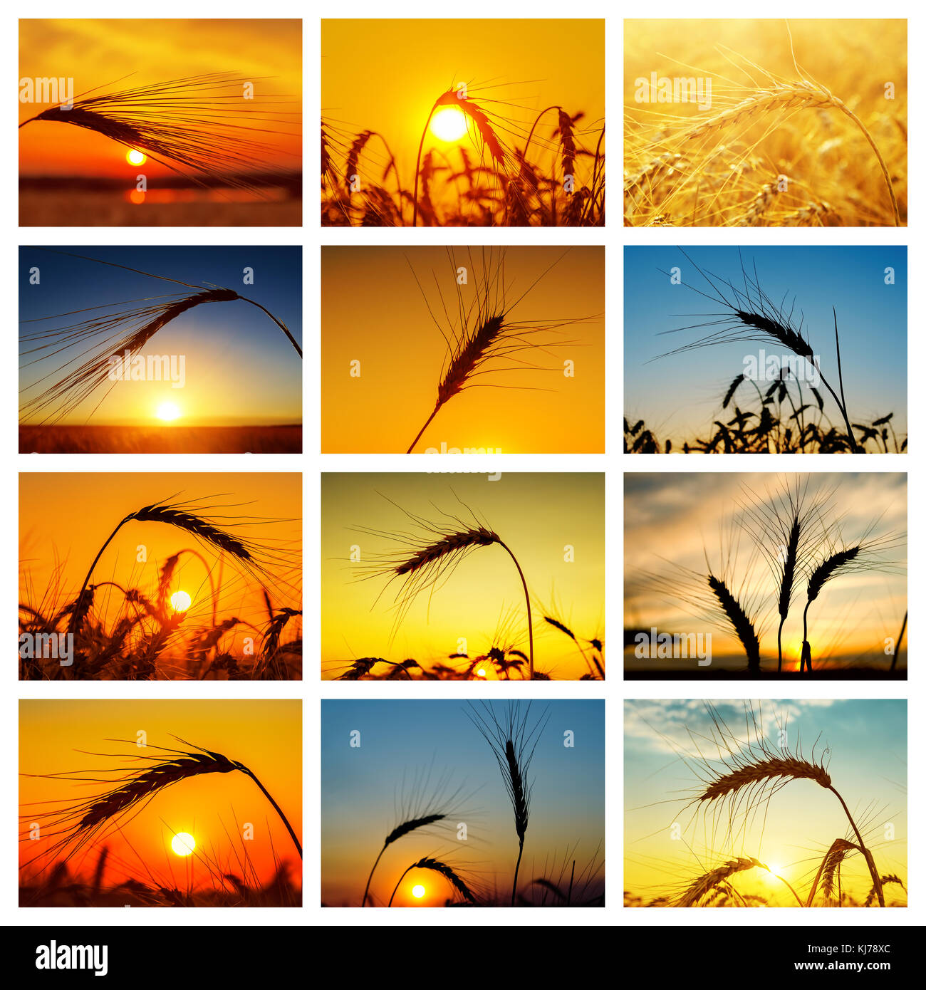 set of pictures with golden crop in sunset. collage for internet ...