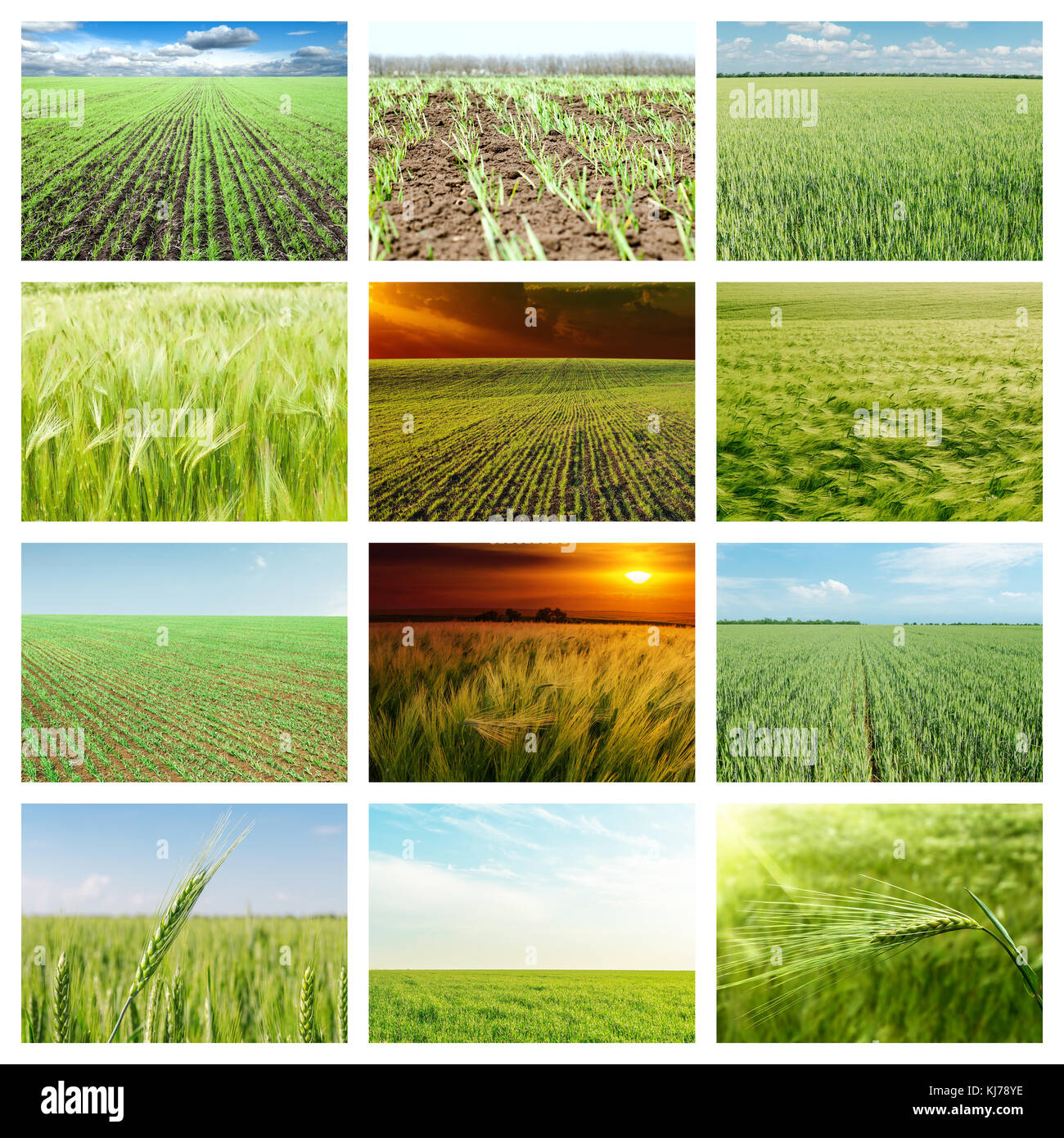 set of pictures with green agriculture fields. collage for internet ...