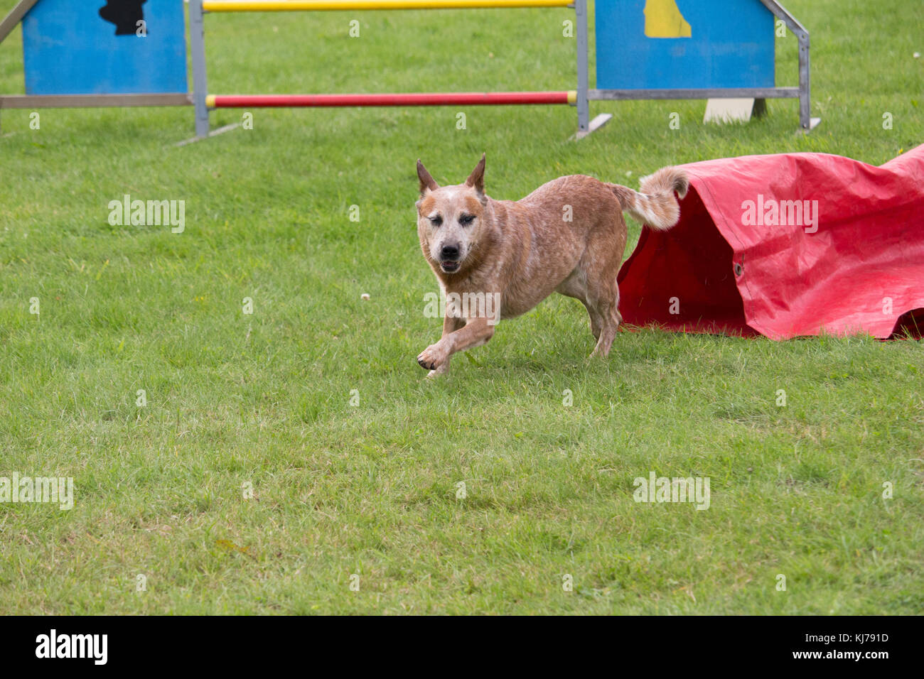 Canine jump hi-res stock photography and images - Alamy