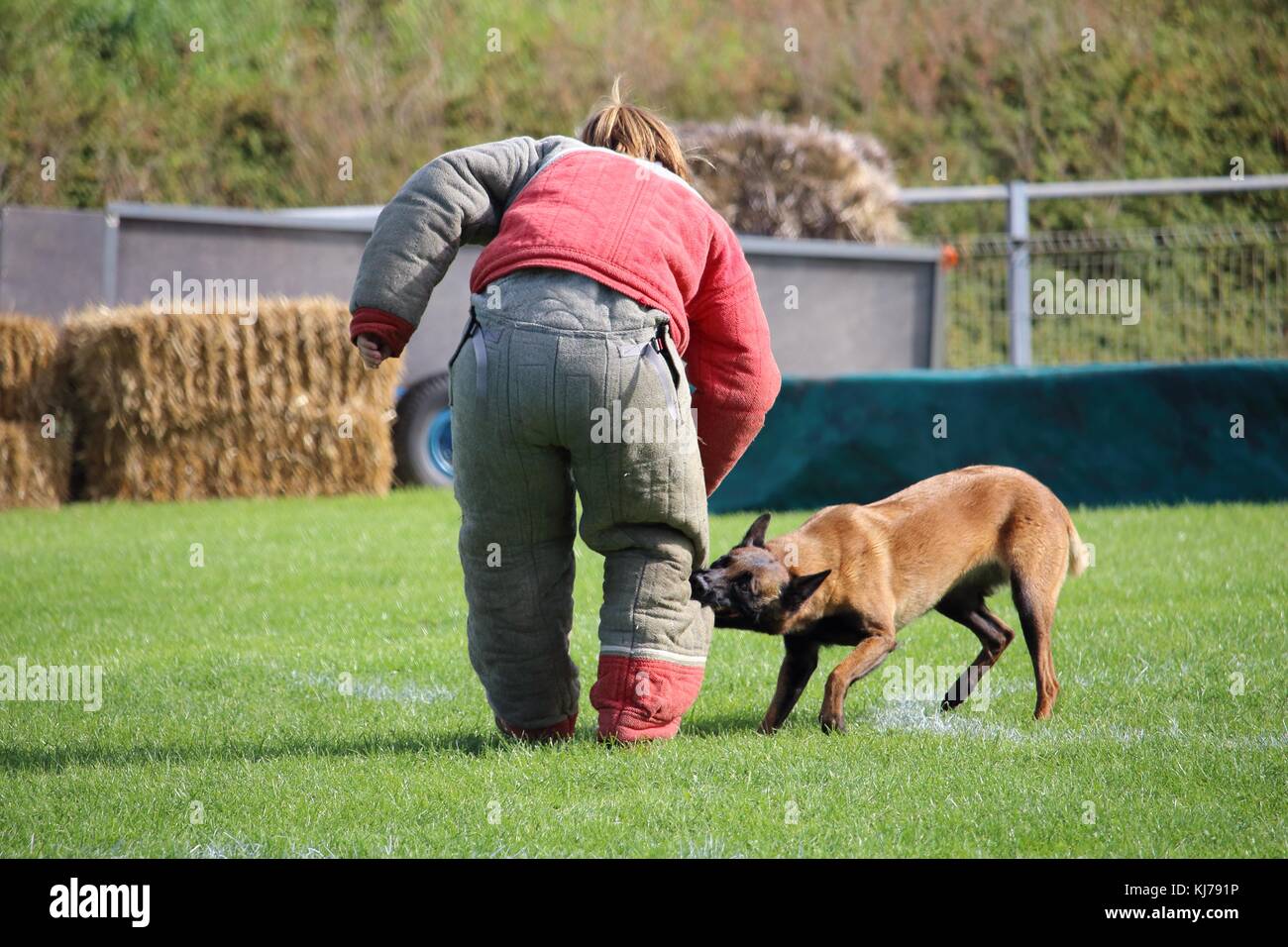 Dog man pants hi-res stock photography and images - Alamy