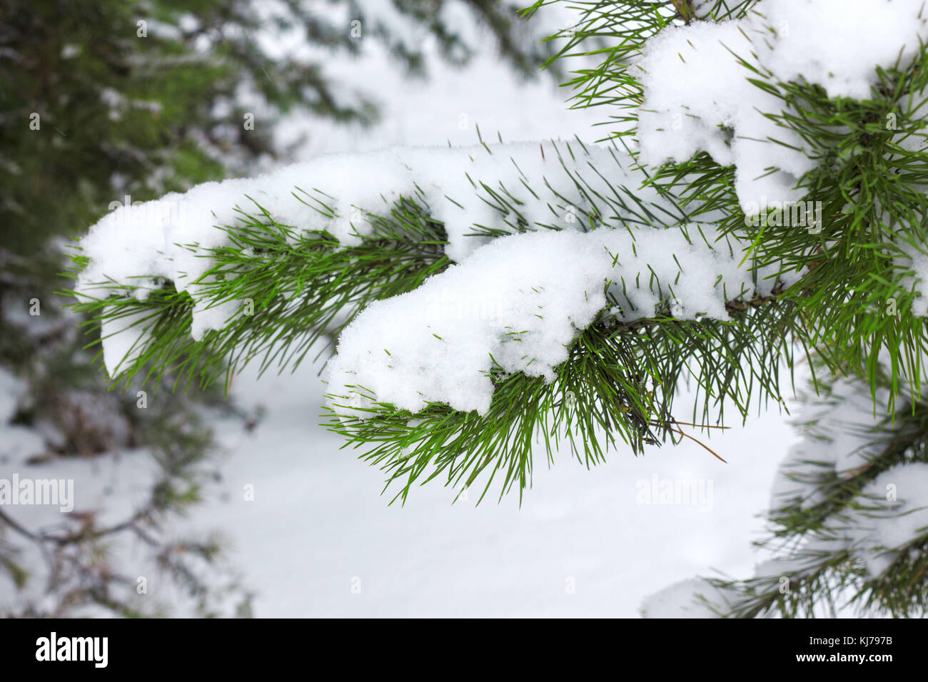 Christmas tree branches nestled in snow Stock Photo - Alamy