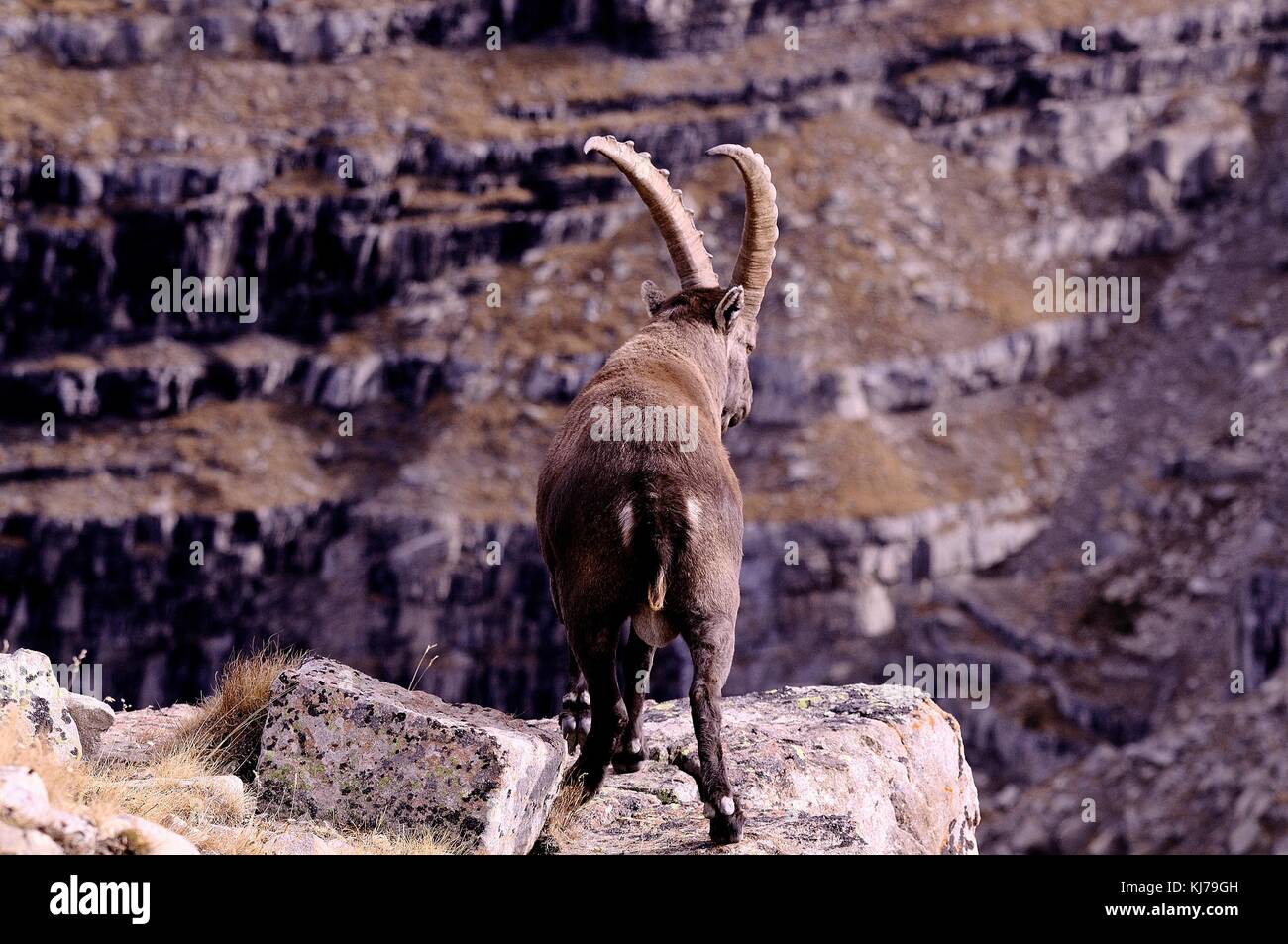 Bouquetin images hi-res stock photography and images - Alamy