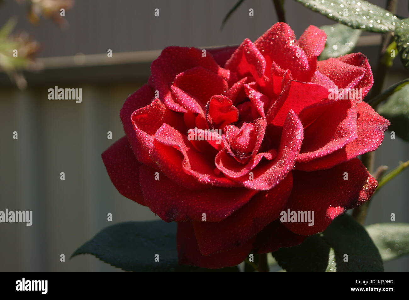 Bright red rose Stock Photo - Alamy