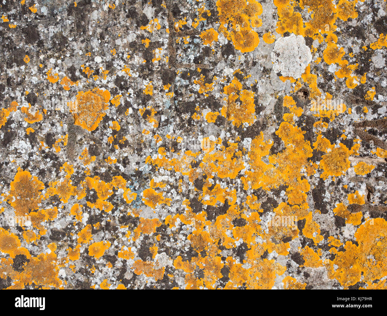 Background of old rough rock with fungus mold moss growing all over it ...