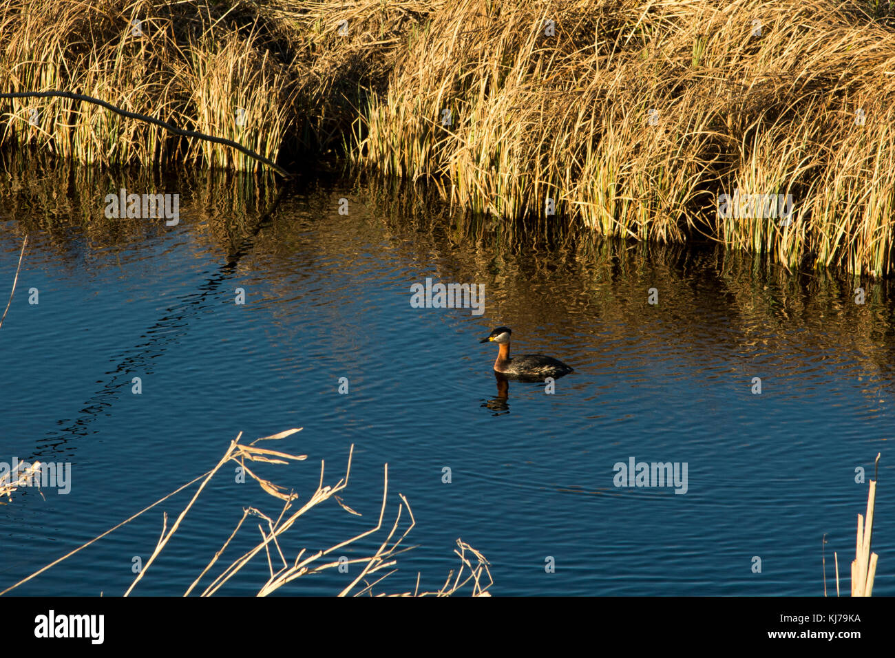 Red-Necked Crebe fishing at Rietzer See (Lake Rietz), a nature reserve ...