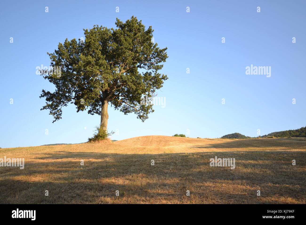 Alone Oak tree in a in central Italy countryside during a sunny summer ...