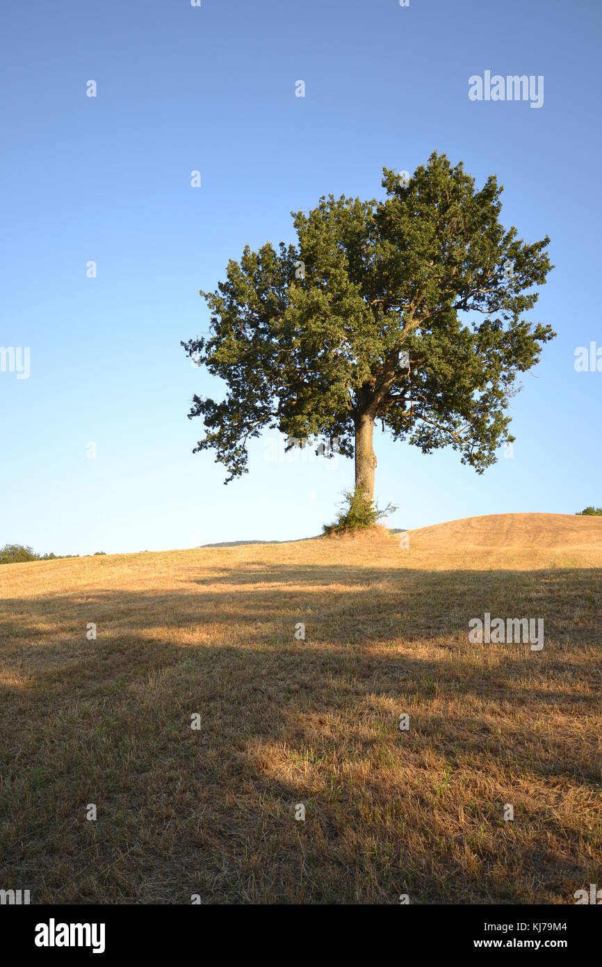Alone Oak tree in a in central Italy countryside during a sunny summer ...