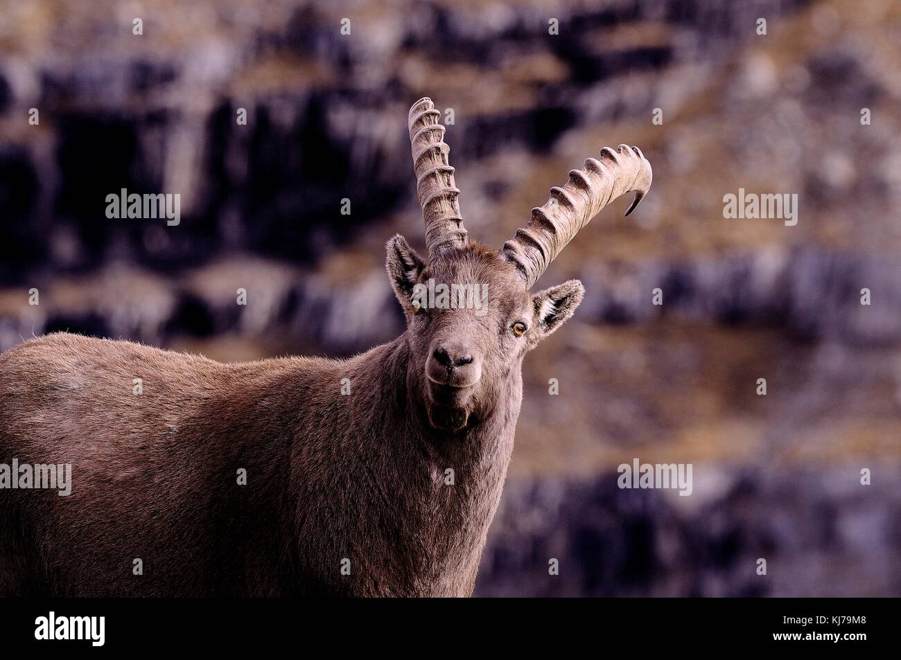 Photo de Bouquetin Stock Photo - Alamy
