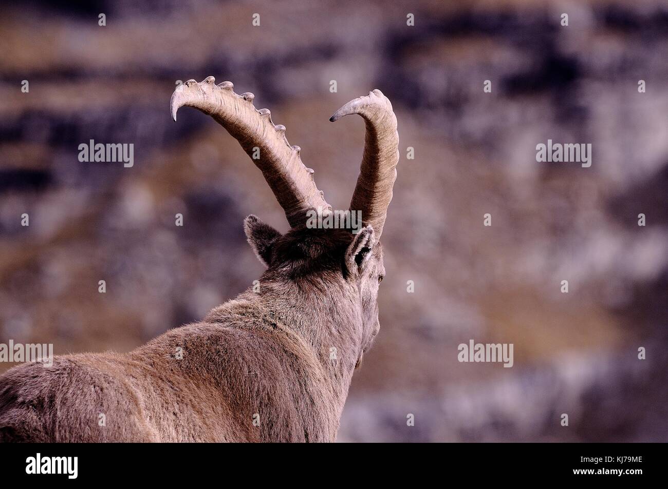 Photo de Bouquetin Stock Photo - Alamy