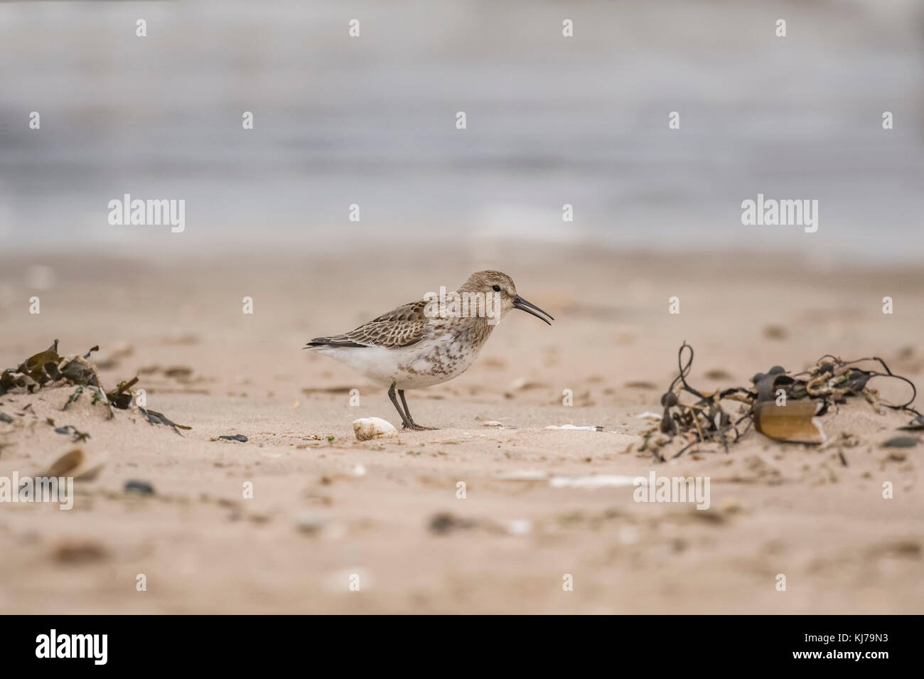 Dunlin uk autumn hi-res stock photography and images - Alamy