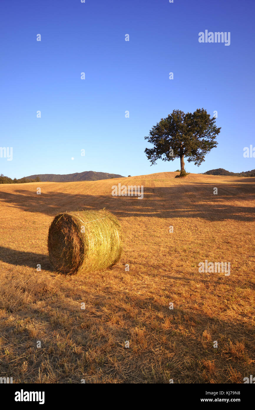 Round oak tree hi-res stock photography and images - Alamy