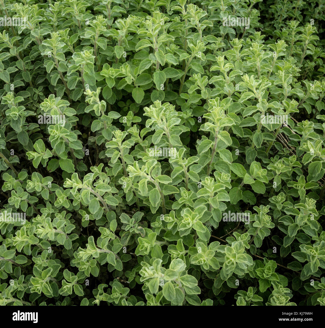 growing oregano green background Stock Photo - Alamy