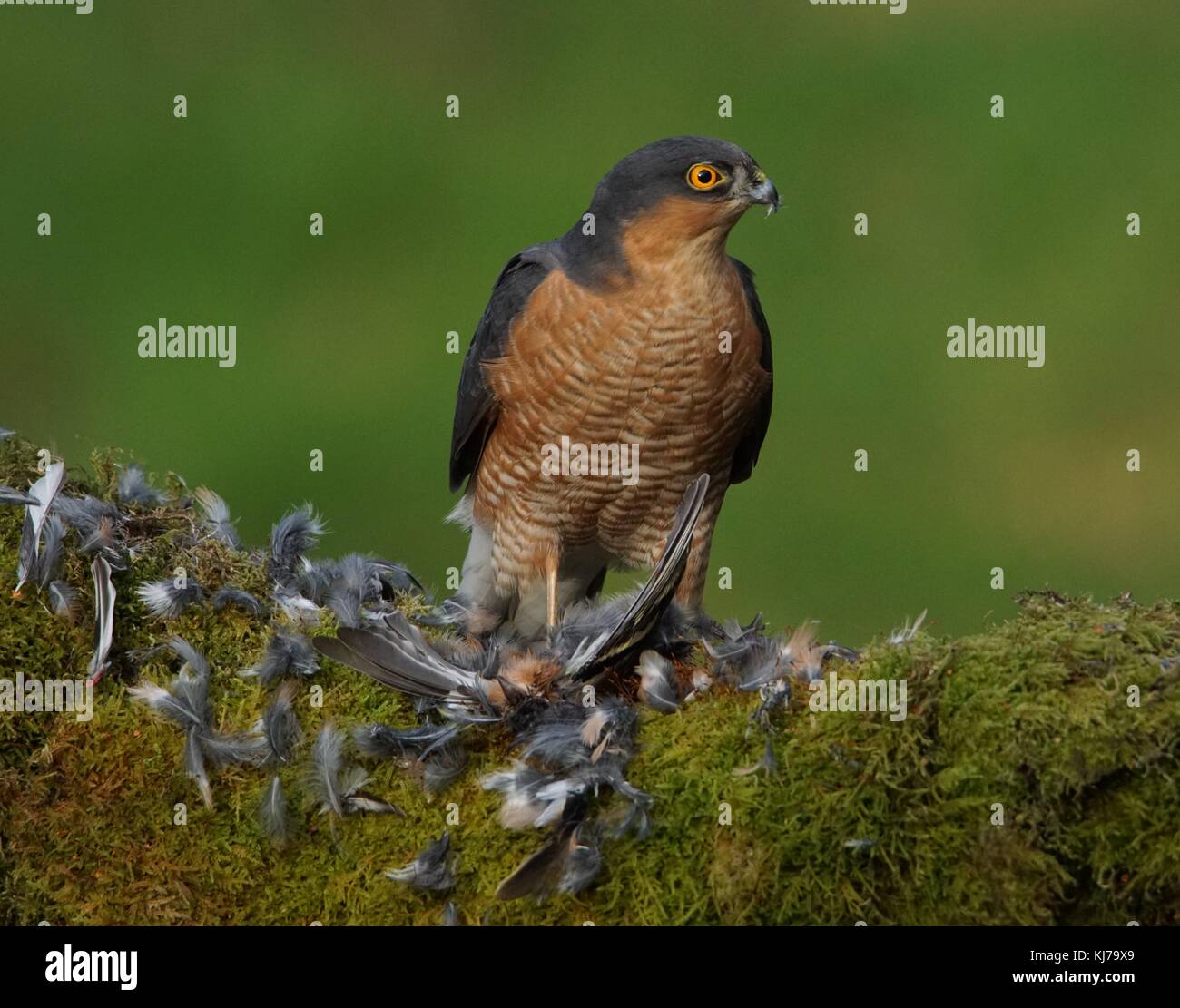 Sparrowhawk and Feathers Stock Photo - Alamy