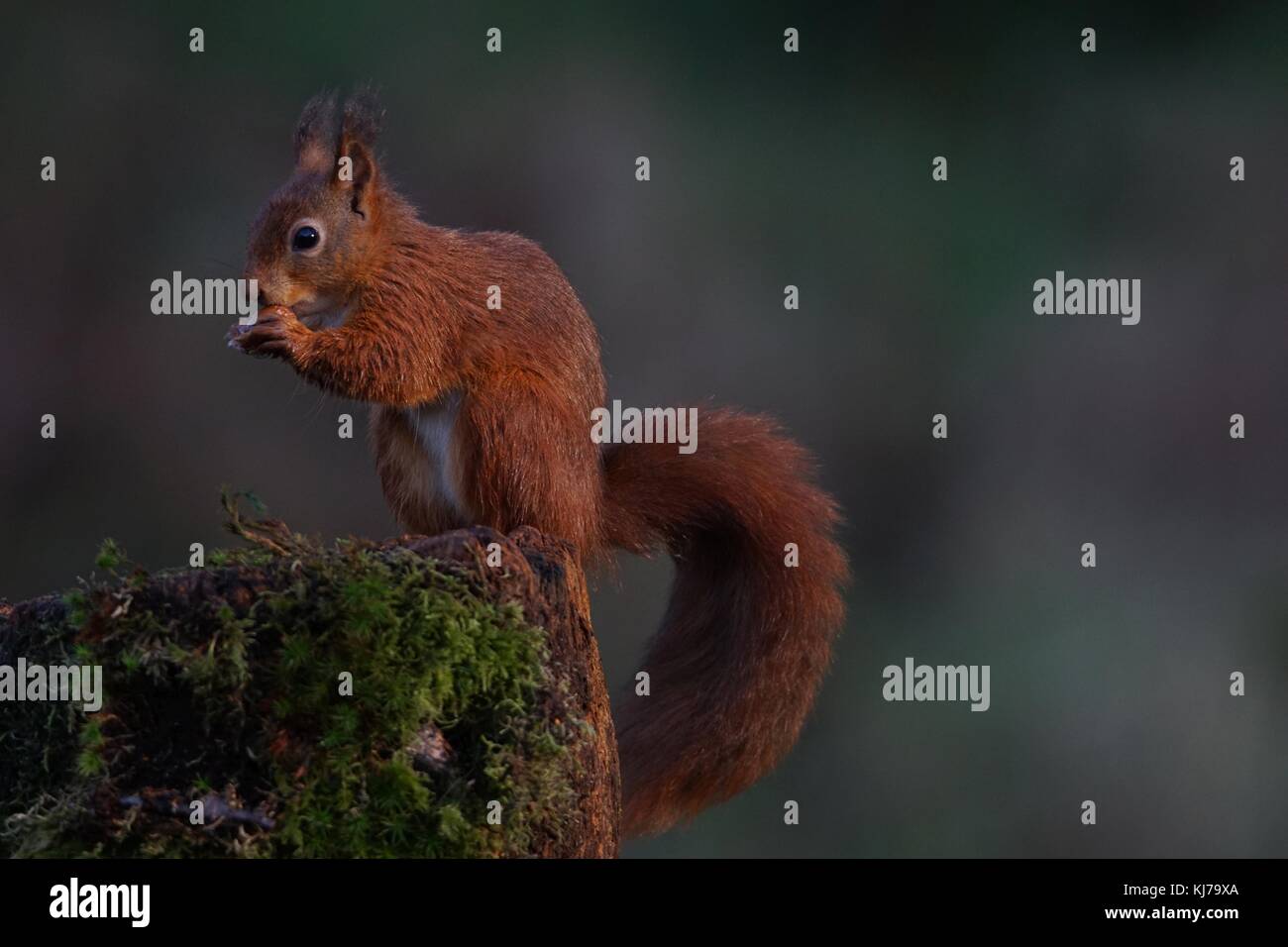 Tufty red squirrel ears hi-res stock photography and images - Alamy