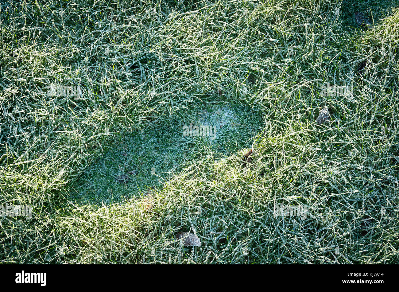 Footprints and compression of frozen lawn grass in winter; not ...