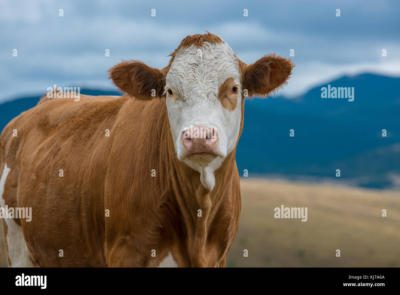 Cows simental race, on the meadow Stock Photo - Alamy