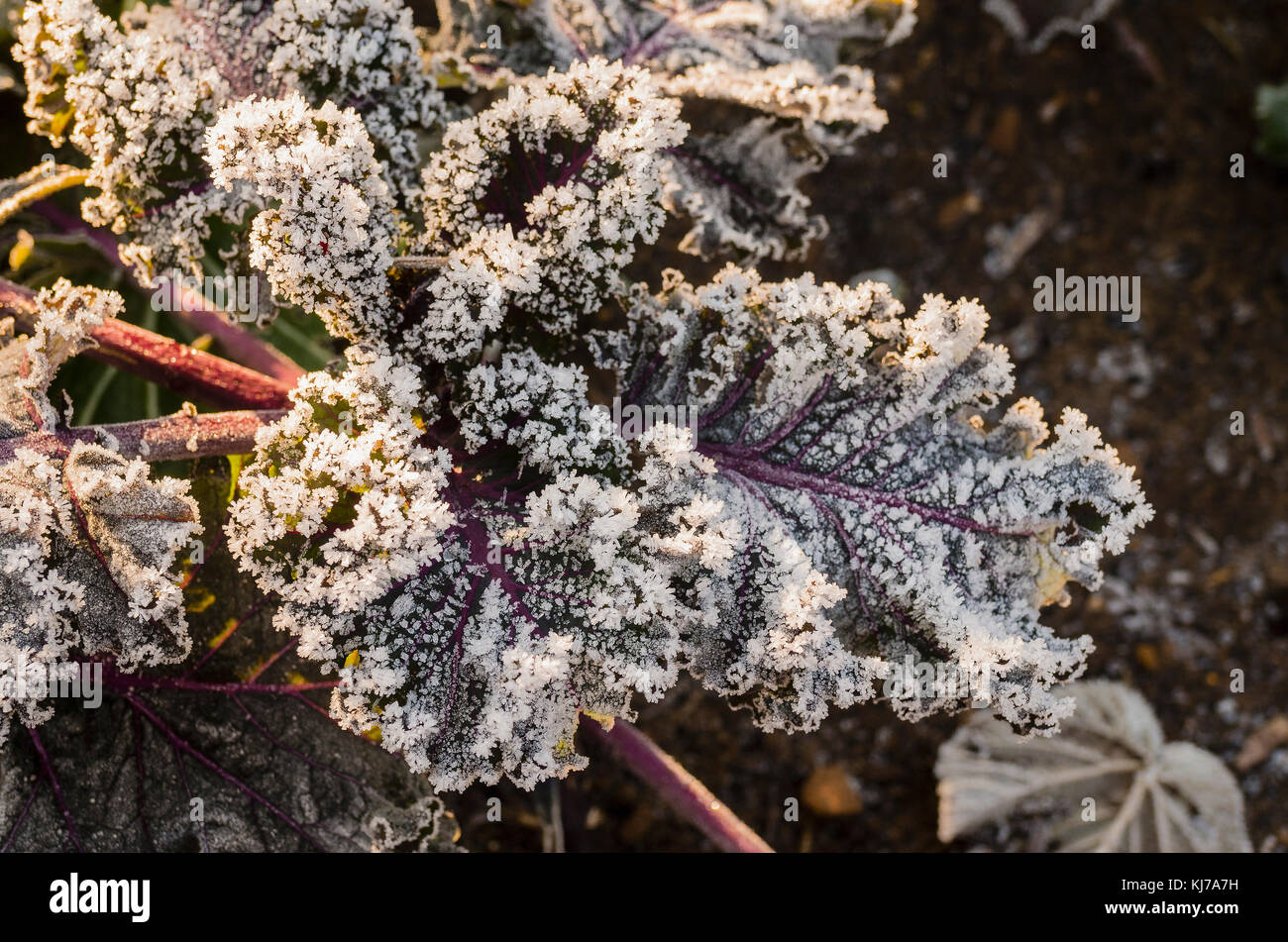 Home-grown Kale MIdnight Sun showing signs of early winter frosting ...