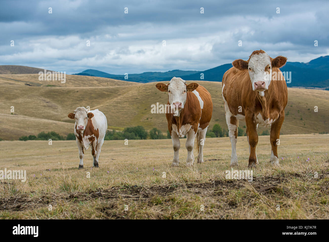 Cows simental race, on the meadow Stock Photo - Alamy