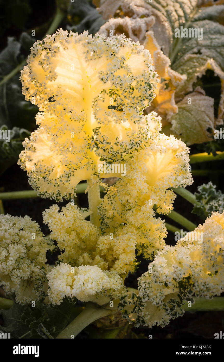 Hardy ice plant hi-res stock photography and images - Alamy