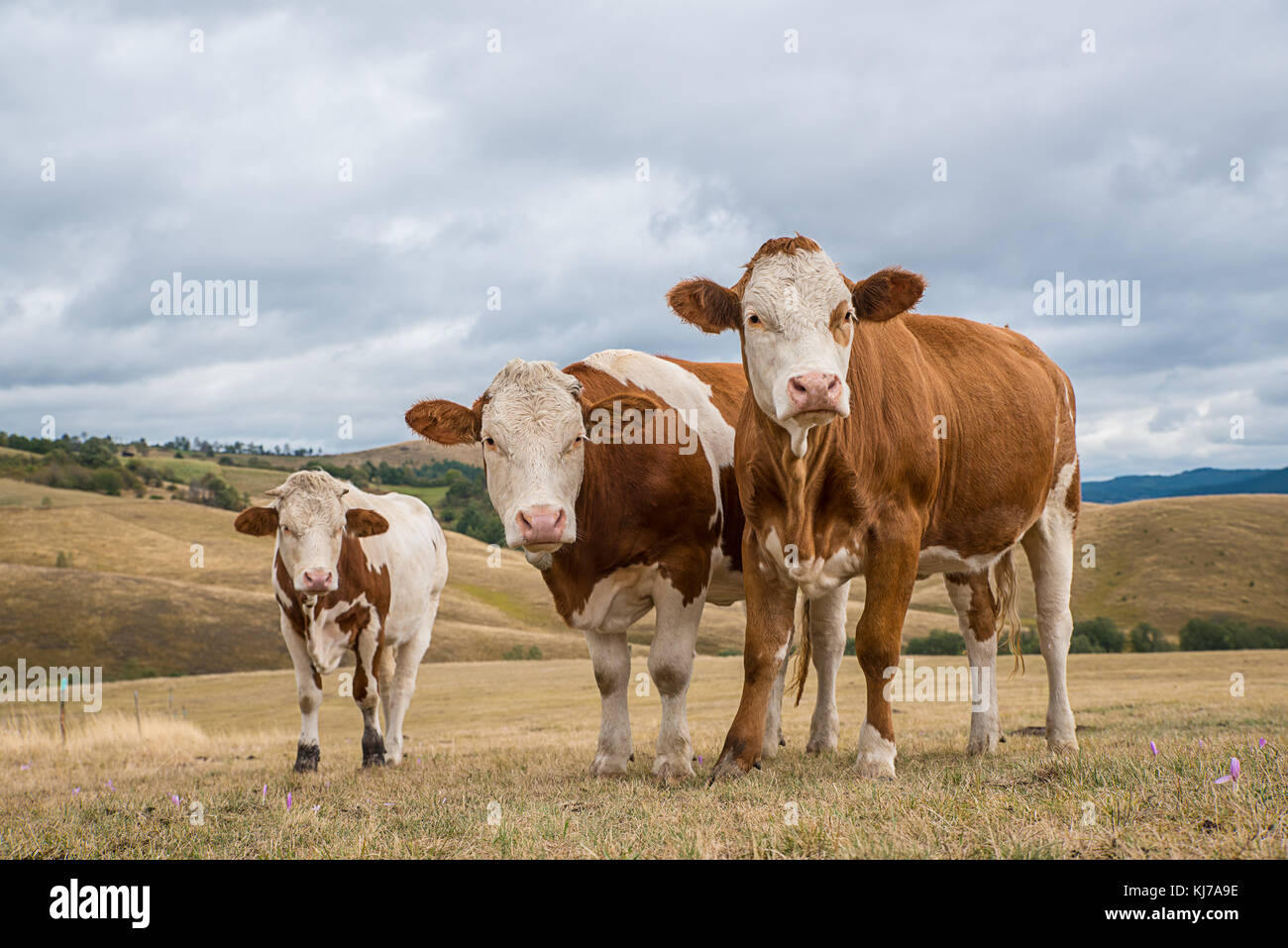Cows simental race, on the meadow Stock Photo - Alamy