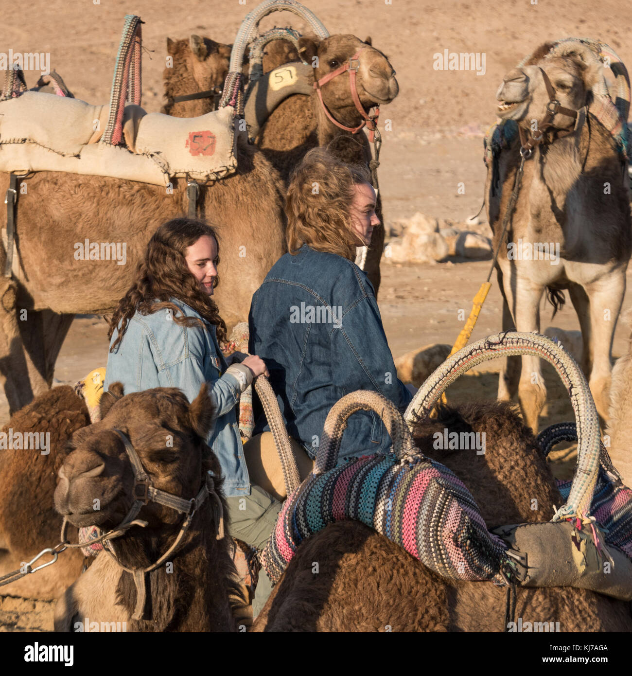 Camel riding israel hi-res stock photography and images - Alamy
