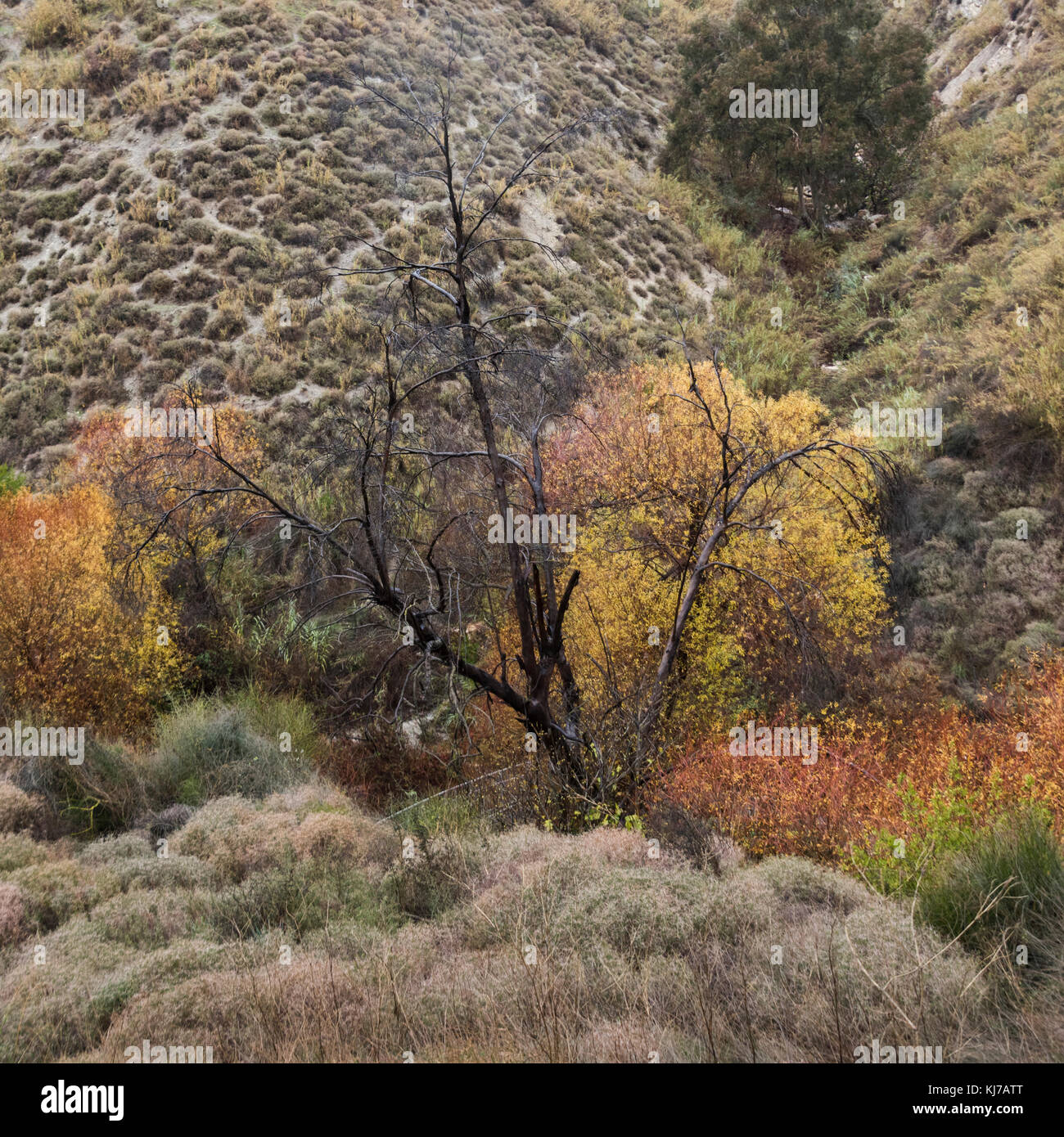 Nahal hi-res stock photography and images - Alamy