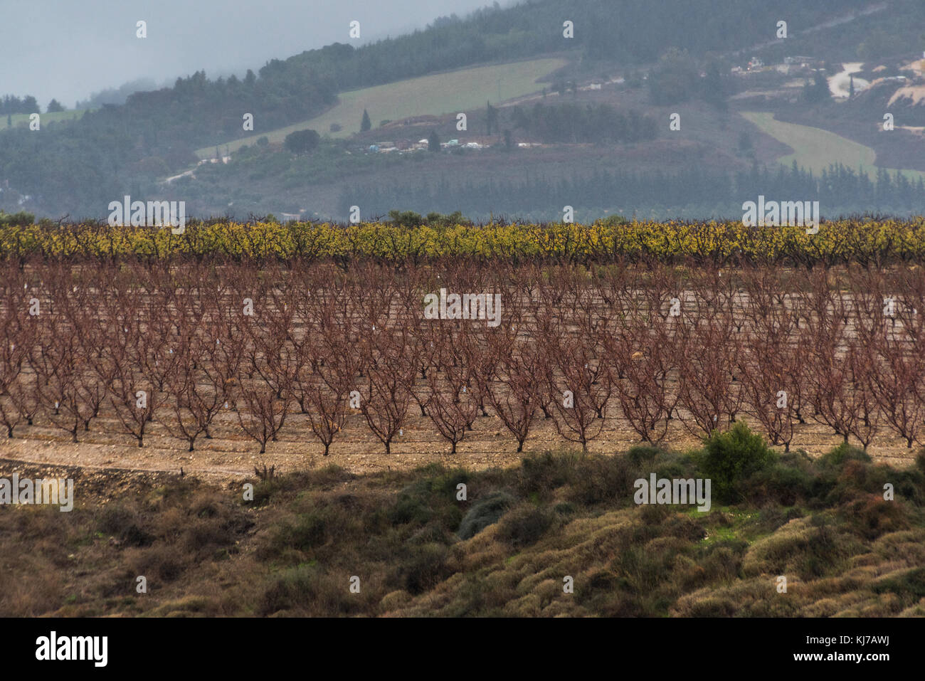 Vineyard, Nahal Ayoun Nature Reserve, Metula, Northern District, Israel ...